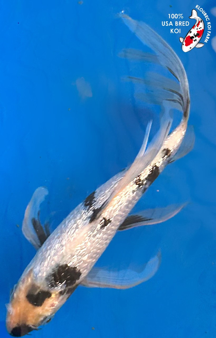 7.5" Gin Rin Shiro Utsuri Butterfly Koi #K1734(X49). Kloubec Koi Farm
