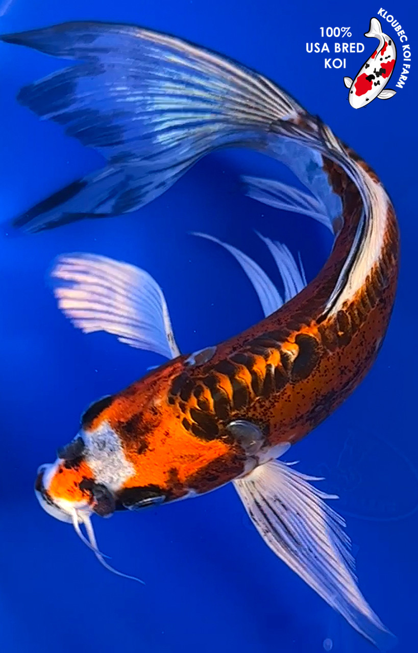 Doitsu Koi