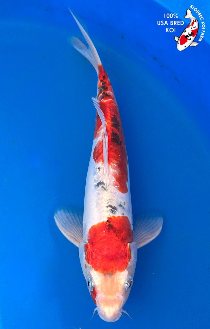 12" Doitsu Sanke Koi #K1118(M16) . Kloubec Koi Farm