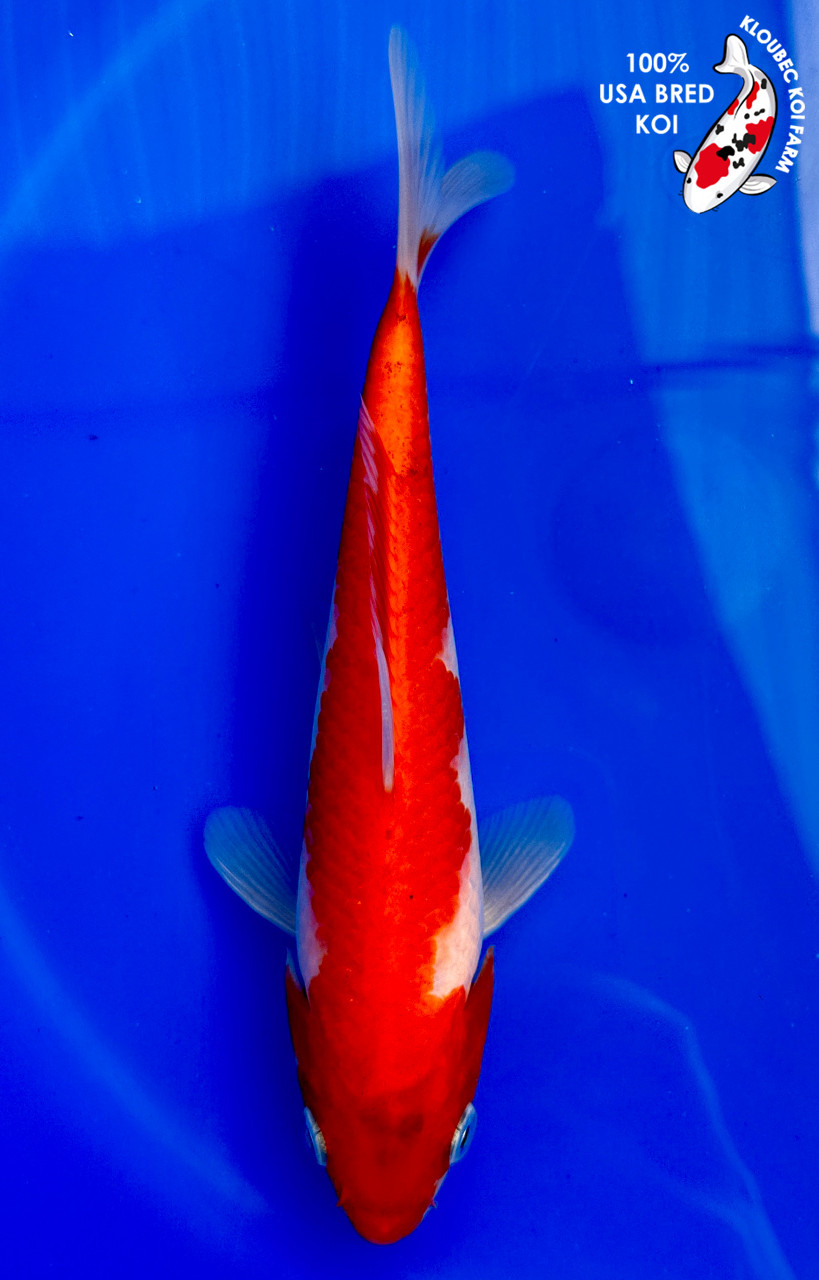 7" Kohaku Koi #J1181(X44). Kloubec Koi Farm