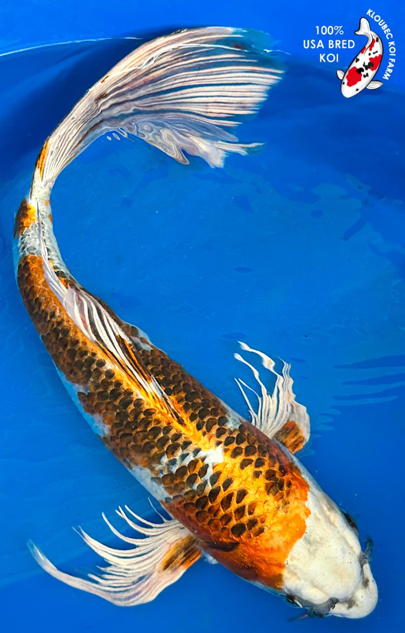 18" Kujaku Butterfly Koi #K11115(M16) . Kloubec Koi Farm