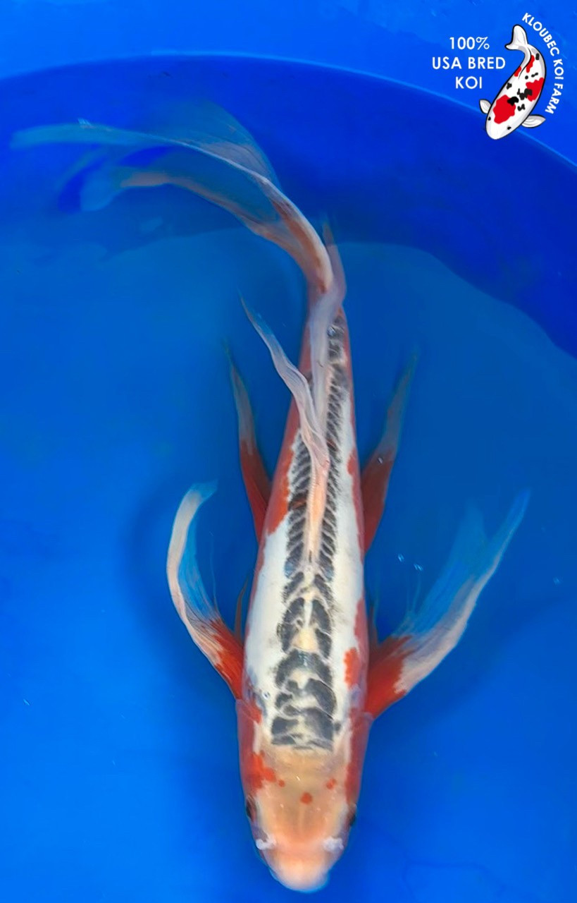 13" Asagi Koi #K1176(M17) . Kloubec Koi Farm