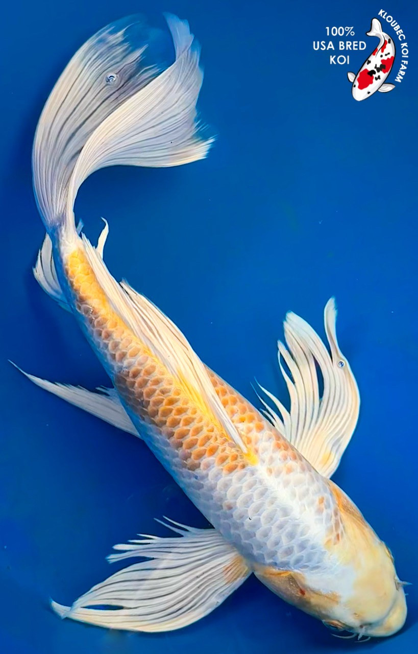 18" Lemon Hariwake Butterfly Koi #K11710(M17) . Kloubec Koi Farm