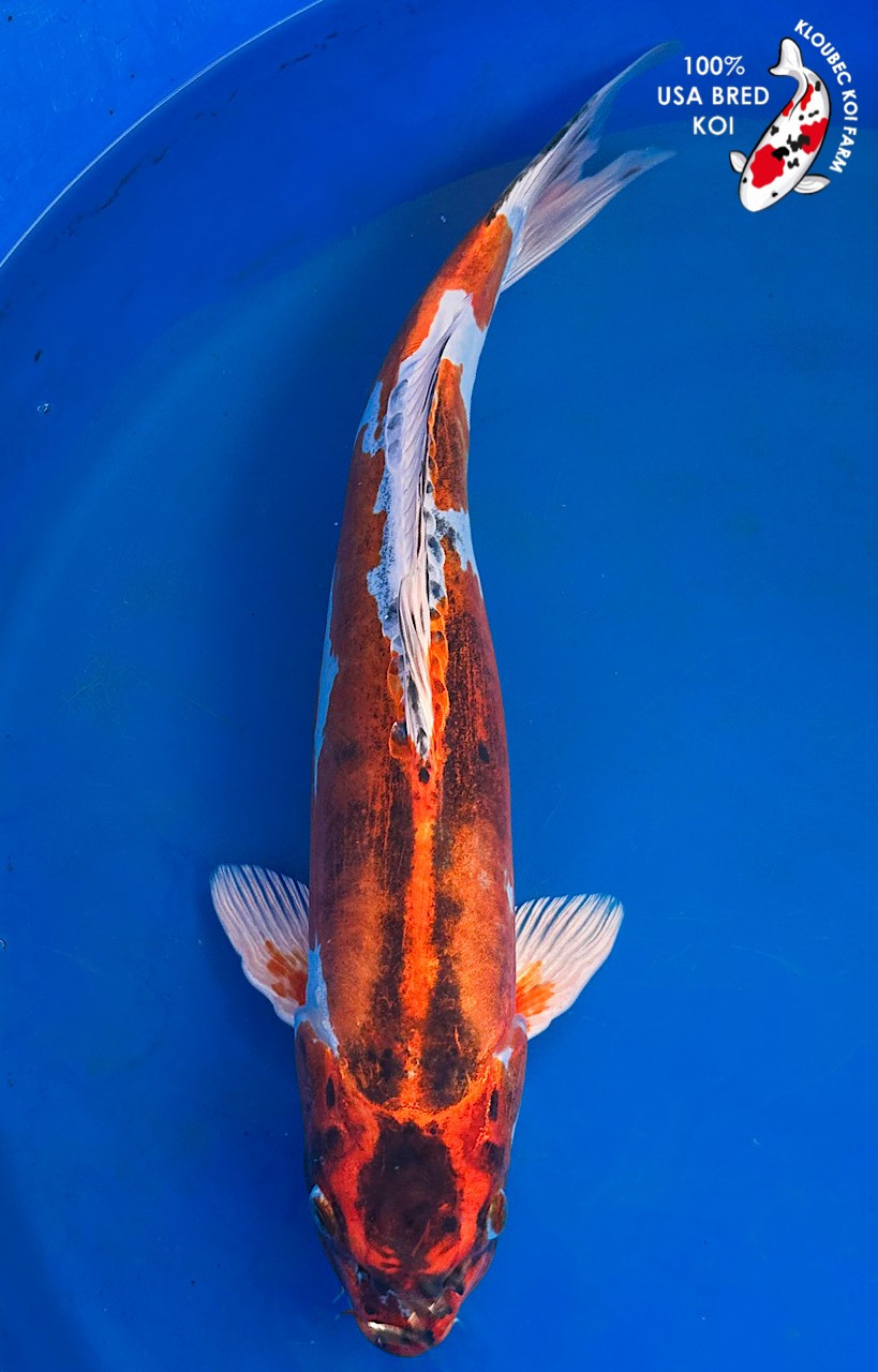 Kumonryu Koi Kumonryu Grade A Koi Carp Cyprinus Carpio – Sims