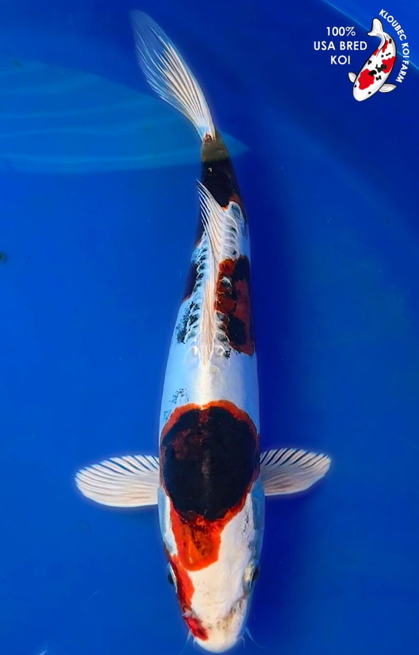 13"" Doitsu Yamato Nishiki Koi #K11725(M17) . Kloubec Koi Farm