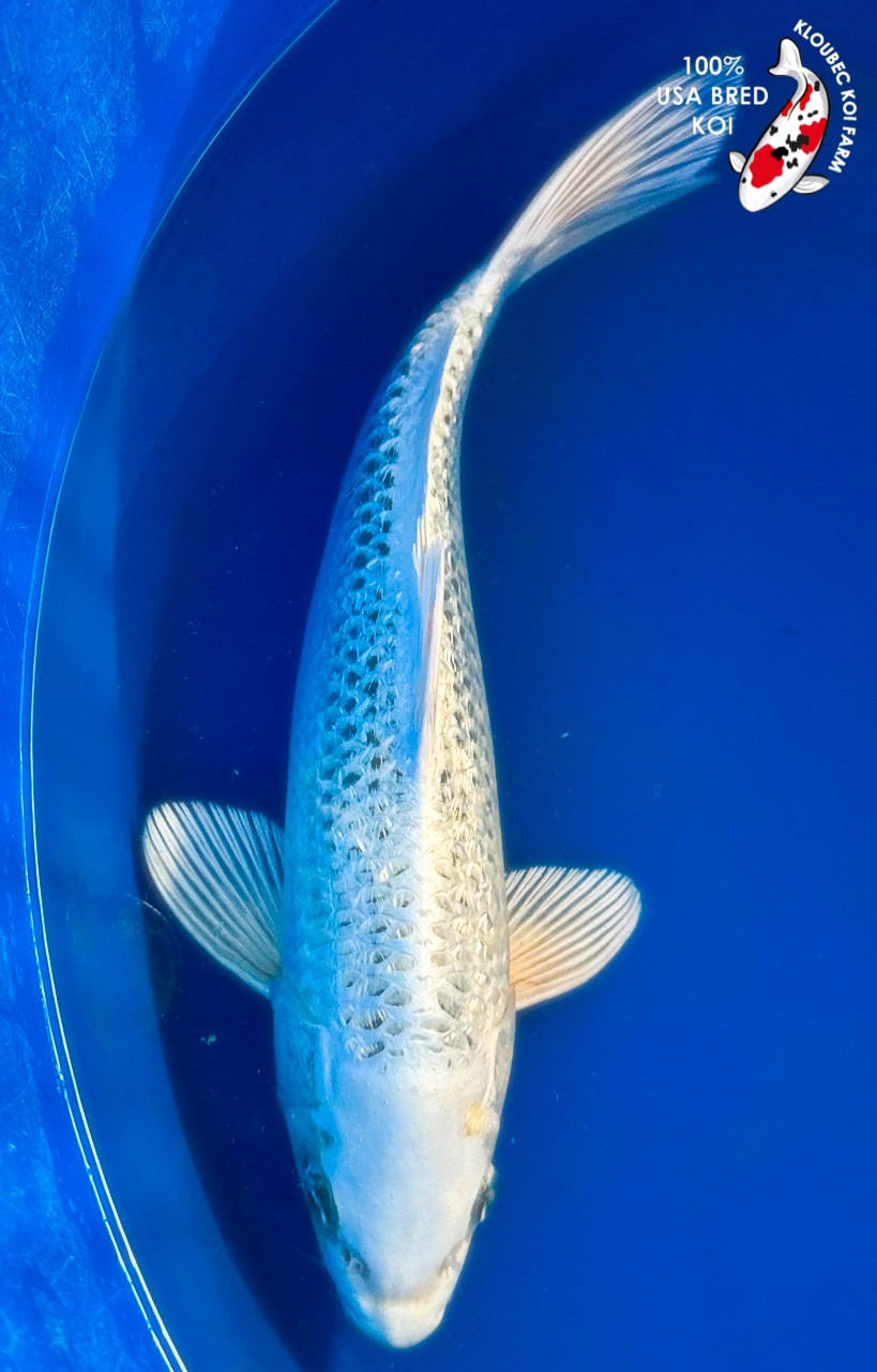 15" Gin Rin Gin Matsuba Koi #K11730(M17) . Kloubec Koi Farm