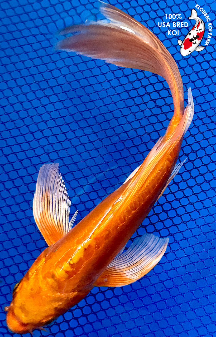 8" Doitsu Orenji Ogon Butterfly Koi #J12520(X9) | Kloubec Koi Farm