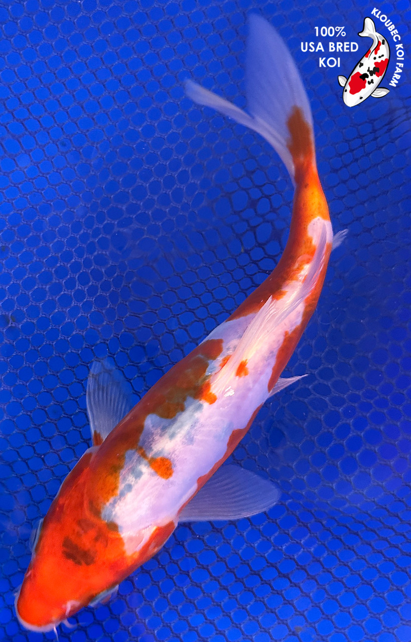 7" Doitsu Goshiki Koi #J12825(X42) | Kloubec Koi Farm