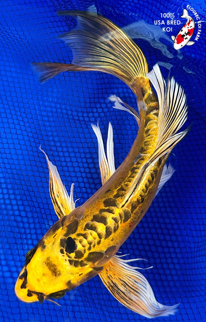 Yellow Butterfly Koi Fish 12,610 Yellow Koi Fish Stock Photos Free
