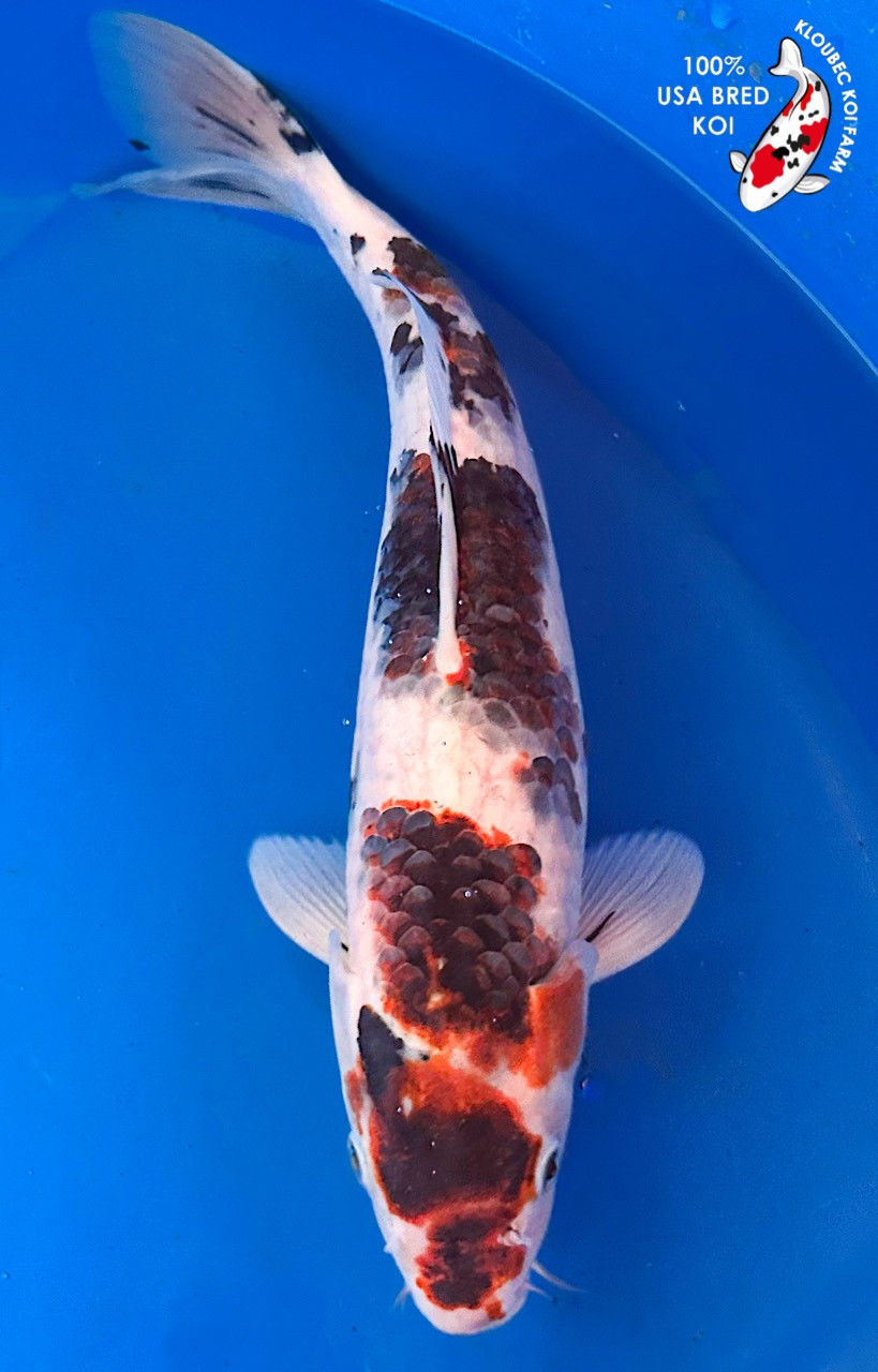18" Goromo Koi #K12714(M19). Kloubec Koi Farm