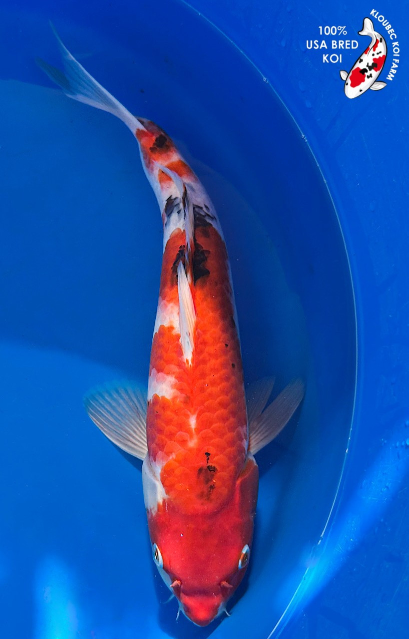 17" Sanke Koi #K3818(M18). Kloubec Koi Farm