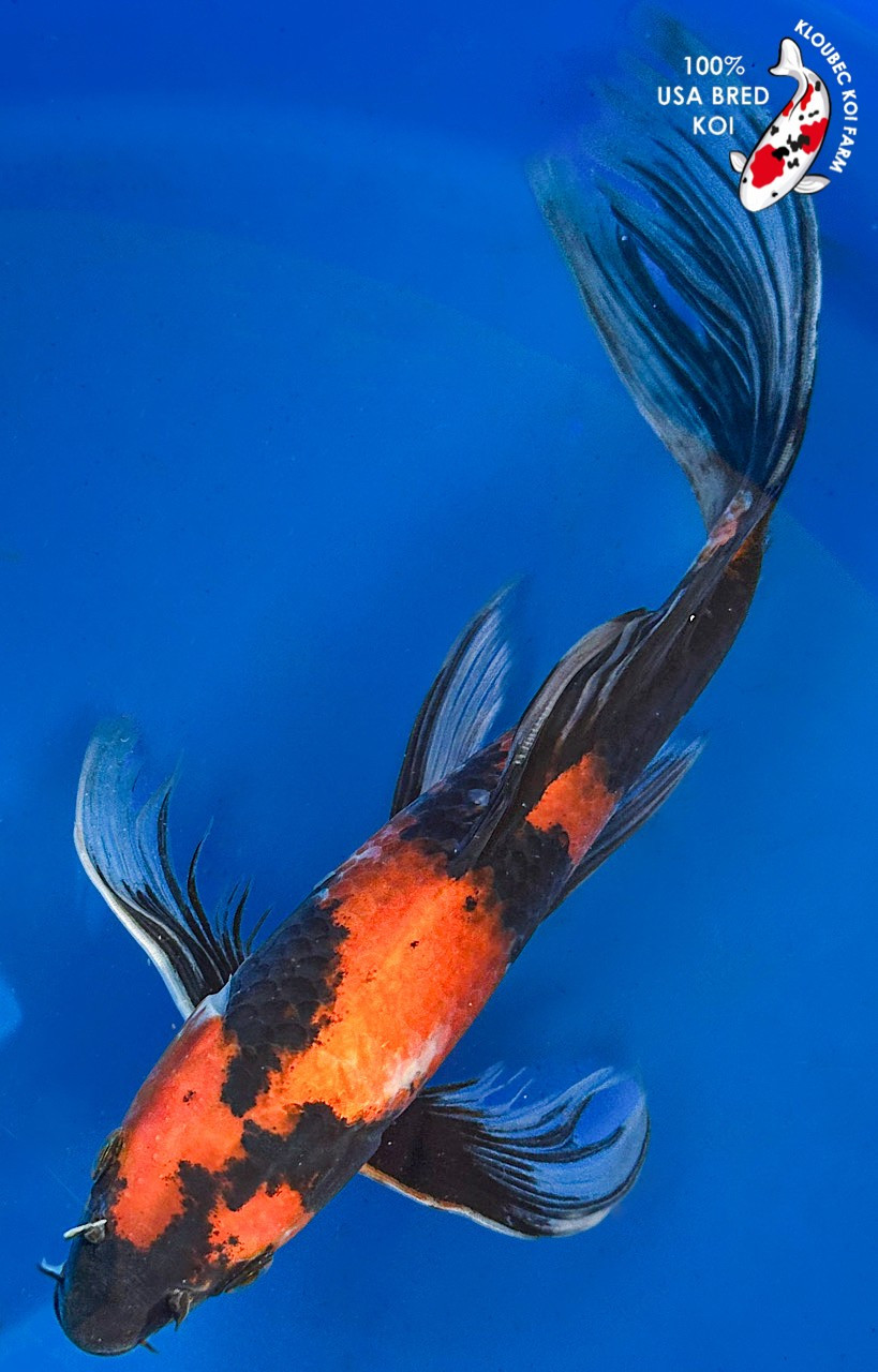 13" Showa Butterfly Koi #K3820(M18). Kloubec Koi Farm