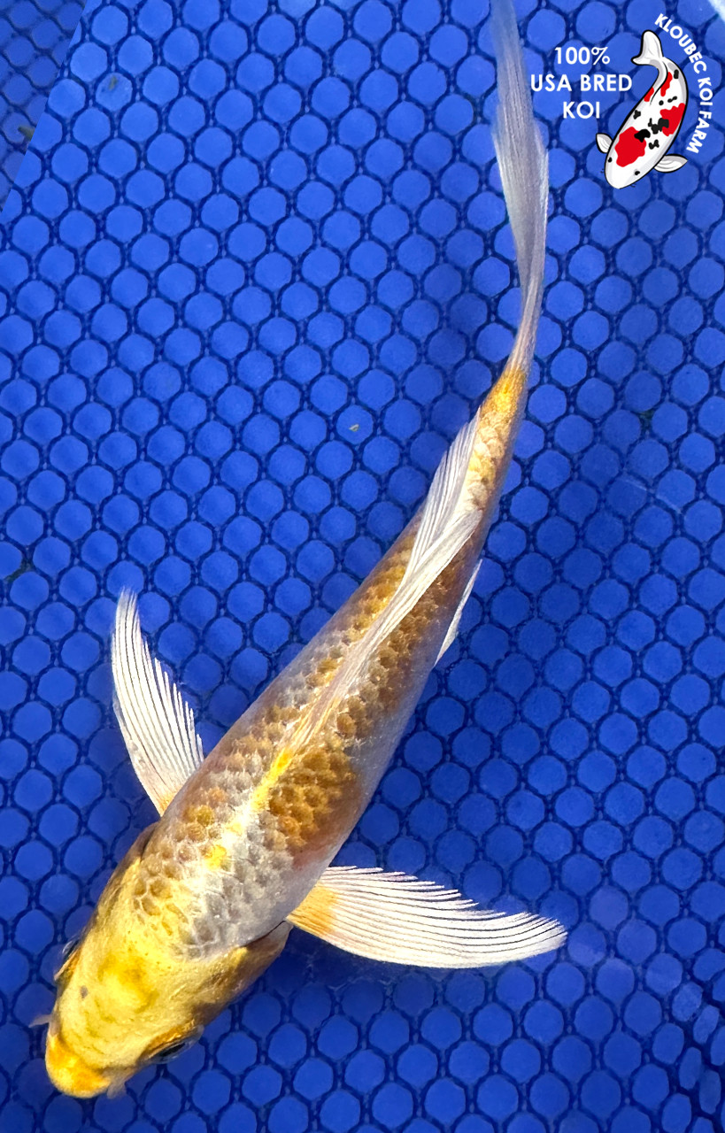 5" Lemon Hariwake Butterfly Koi #J31533(P8) | Kloubec Koi Farm