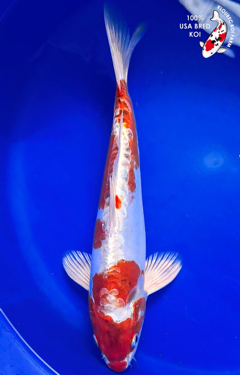 11" Kikusui Koi #K31445(M22) | Kloubec Koi Farm