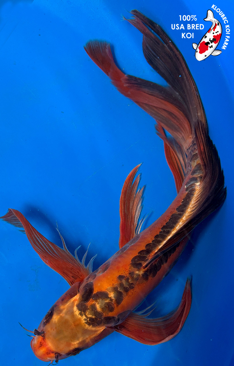 16" "Minnie" Aka Shusui Butterfly Koi #J3217(U3) | Kloubec Koi Farm