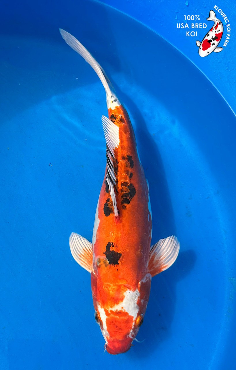 12.5" Doitsu Yamato Nishiki Koi #K3283(M22)| Kloubec Koi Farm