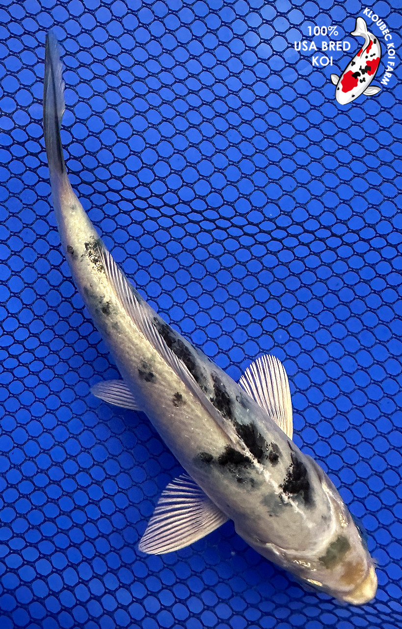 6" Gin Shiro Bekko Koi #J4126(P9) | Kloubec Koi Farm