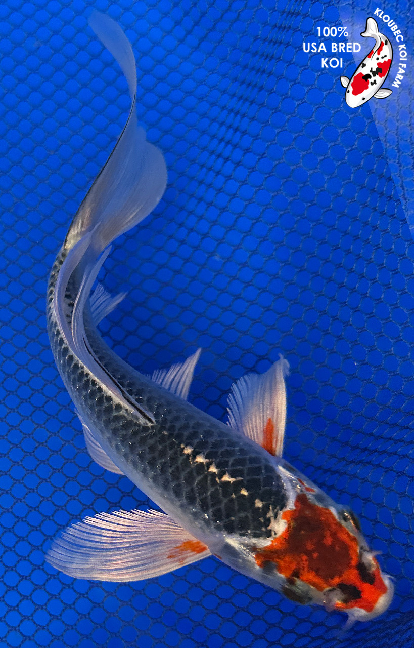 7" "Red Cap" Kujaku Butterfly Koi #J4323(P9) | Kloubec Koi Farm