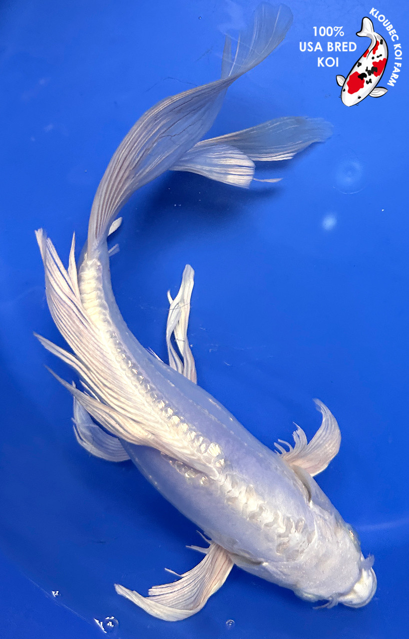 12.5" Doitsu Platinum Ogon Butterfly Koi #J4340(P3) | Kloubec Koi Farm