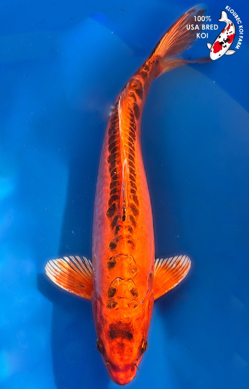 17" Doitsu Koi #K3827(M18). Kloubec Koi Farm