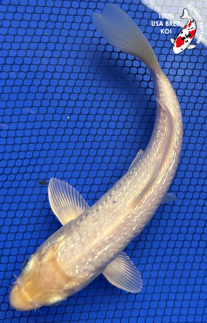 7" "Nova" Gin Rin Shiro Muji Koi #J41813(E3) | Kloubec Koi Farm