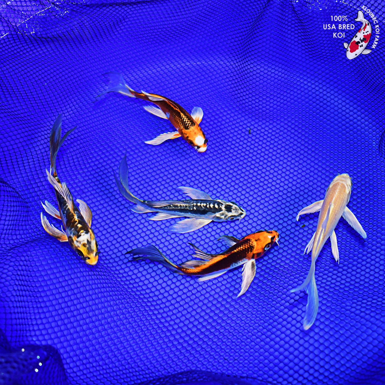 (5) 5" Butterfly Koi Pond Pack #L3812(G4) | Kloubec Koi Farm