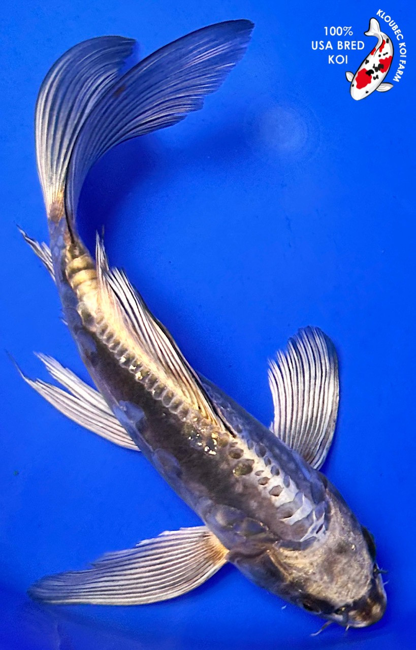 10.5" Doitsu Nezu Ogon Butterfly Koii #B545(X1)| Kloubec Koi Farm