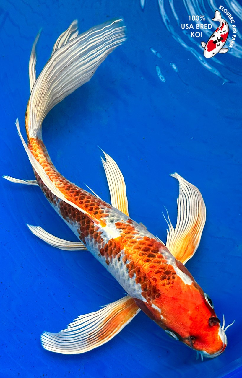 15" Kujaku Butterfly Koi #K154(M14). Kloubec Koi Farm