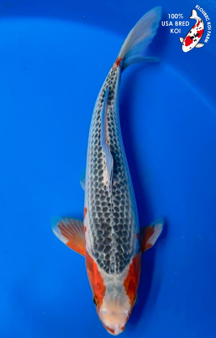 13" Asagi Koi #K595(S1) Kloubec Koi Farm