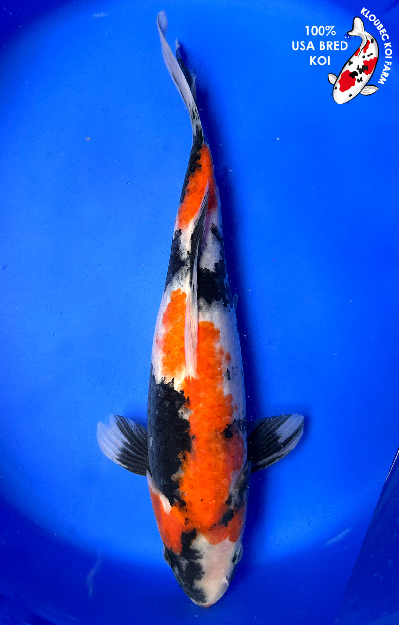 13" Showa Koi #J595(S1) | Kloubec Koi Farm