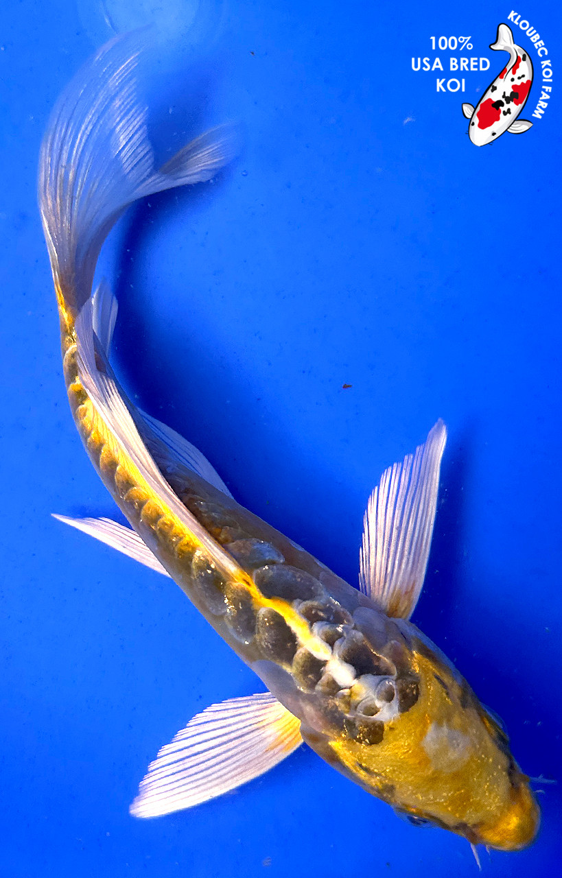 7" Doitsu Lemon Hariwake Butterfly Koi #J5928(P4) | Kloubec Koi Farm