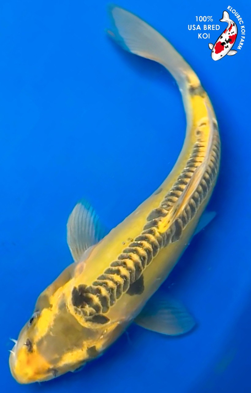 13" Midorigoi Koi #K52156(S1) | Kloubec Koi Farm