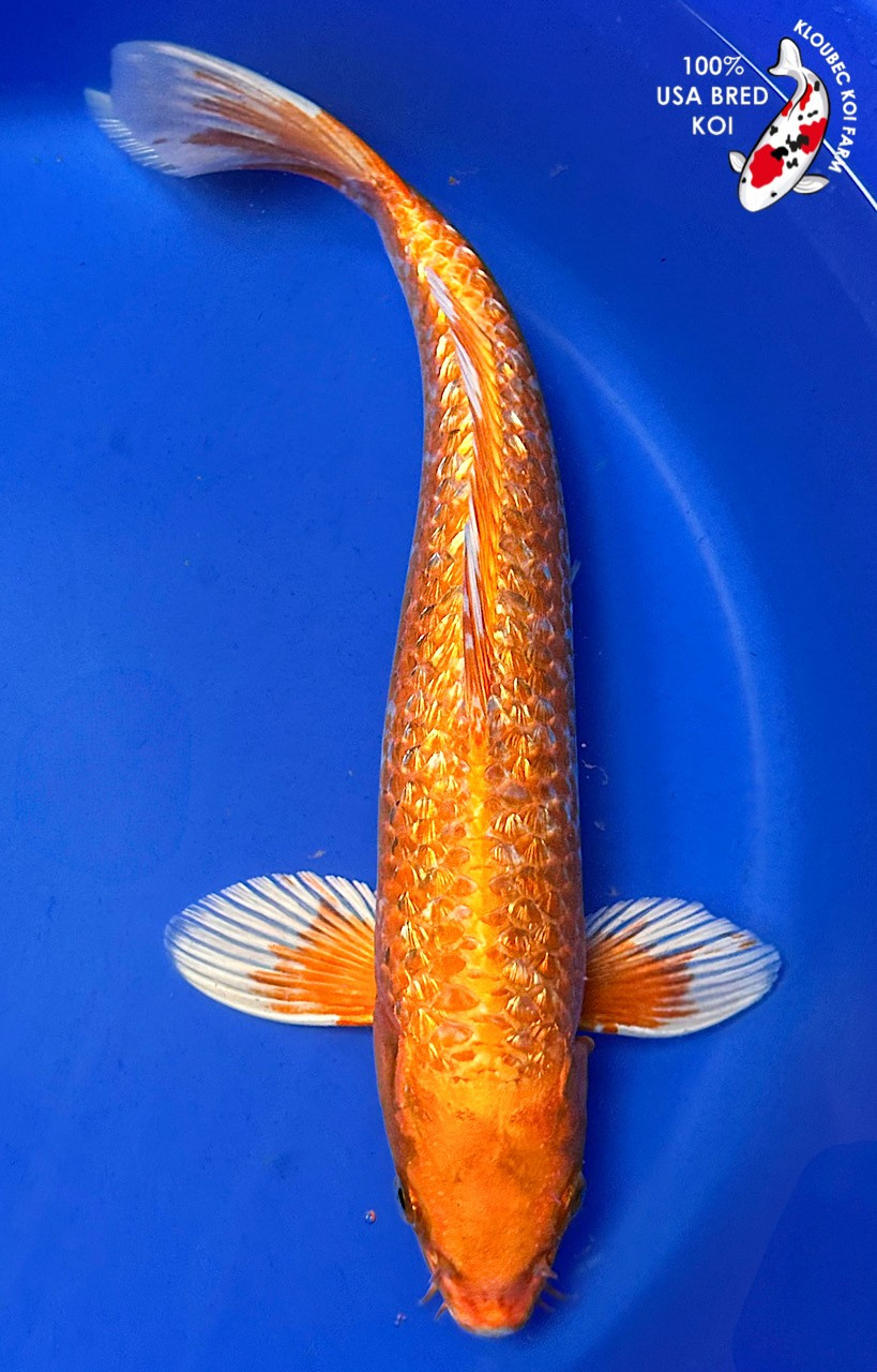 14" Gin Rin Orenji Ogon Koi K52119(S1) | Kloubec Koi Farm