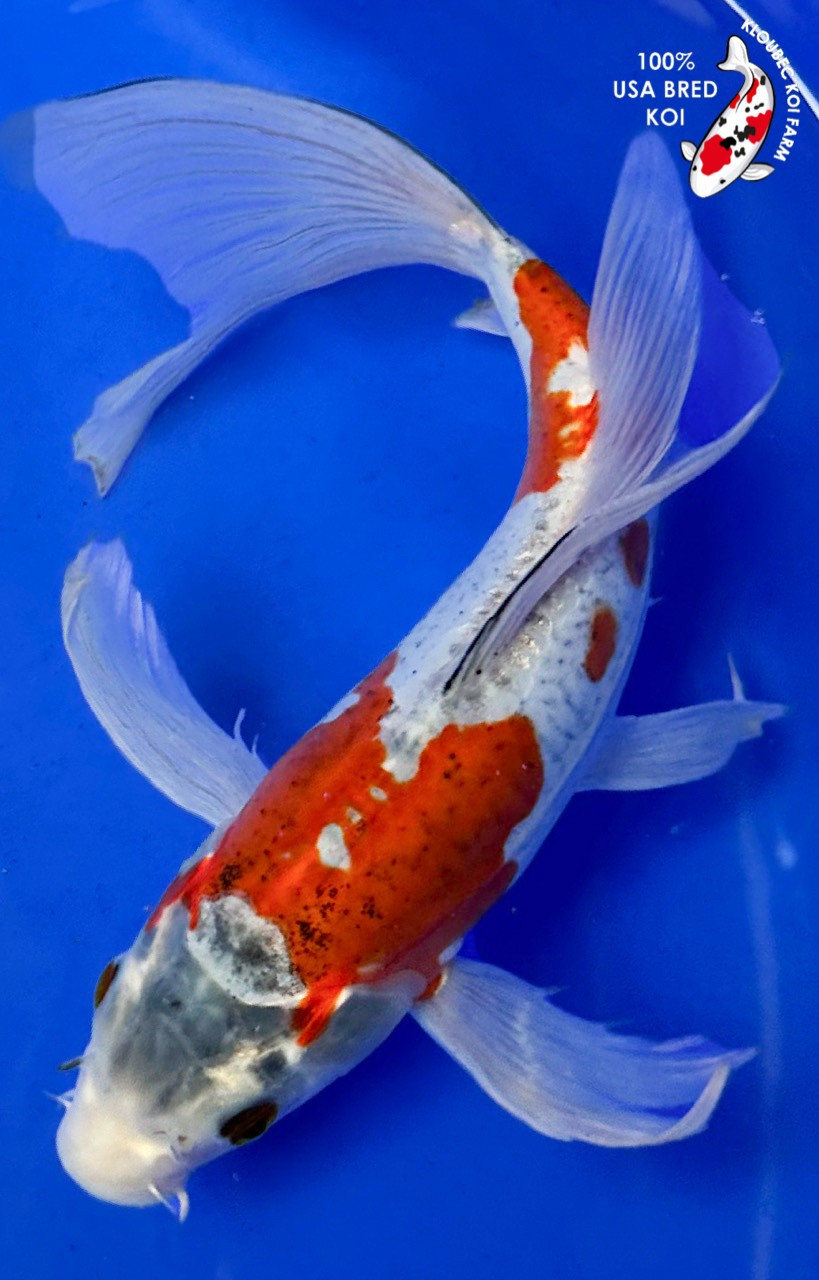 8" Doitsu Goshiki Butterfly Koi K52125(X37)| Kloubec Koi Farm