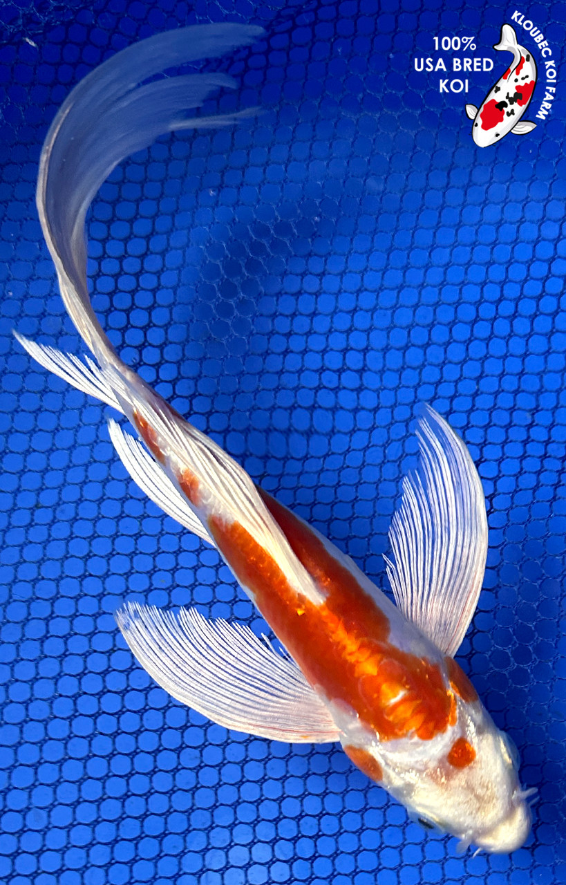 8" Hariwake Butterfly Koi #J5164(P7) | Kloubec Koi Farm
