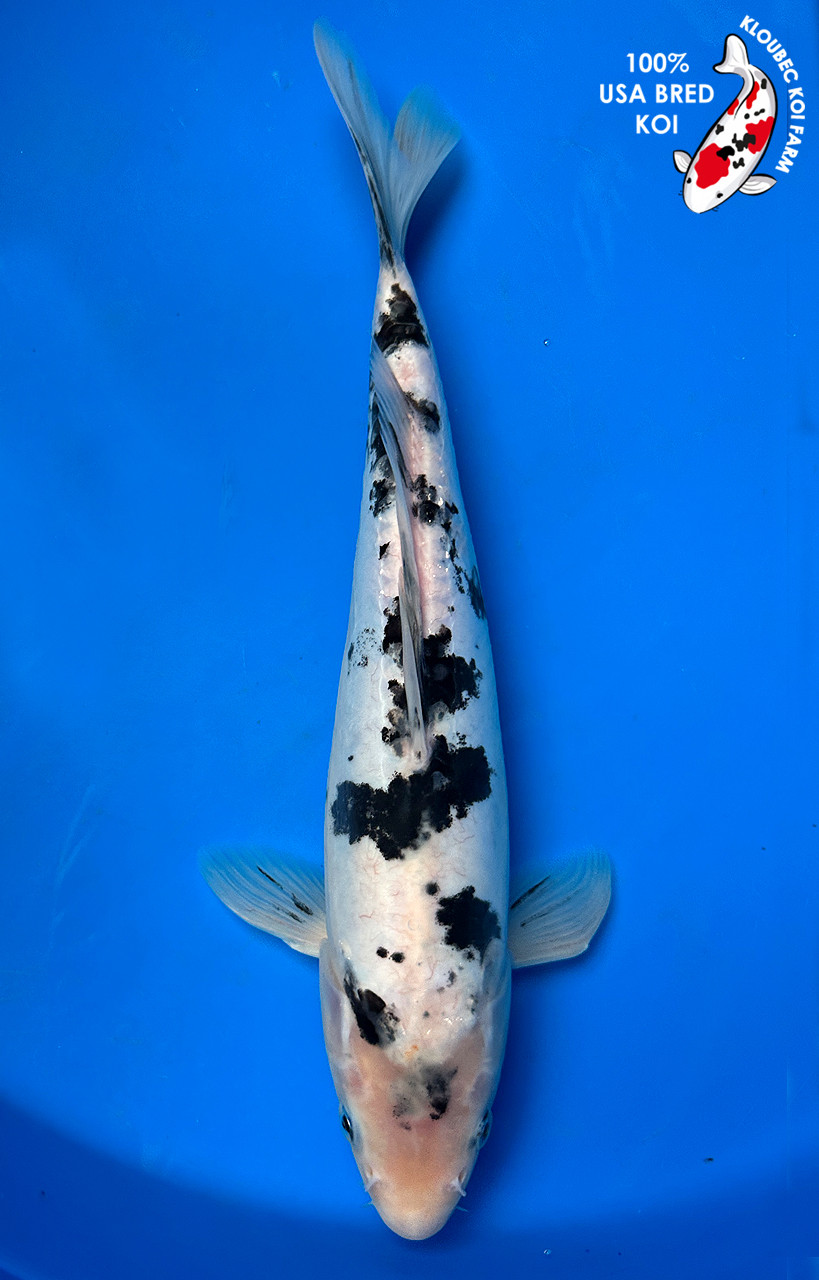 13" Doitsu Shiro Bekko Koi #J5223(P4) | Kloubec Koi Farm