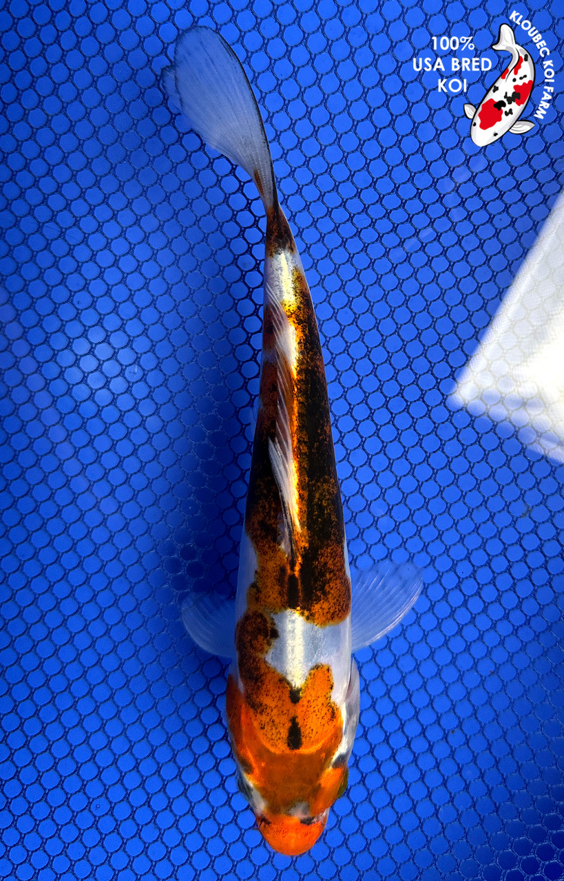 6.5" Doitsu Koi #J7946(X32) | Kloubec Koi Farm