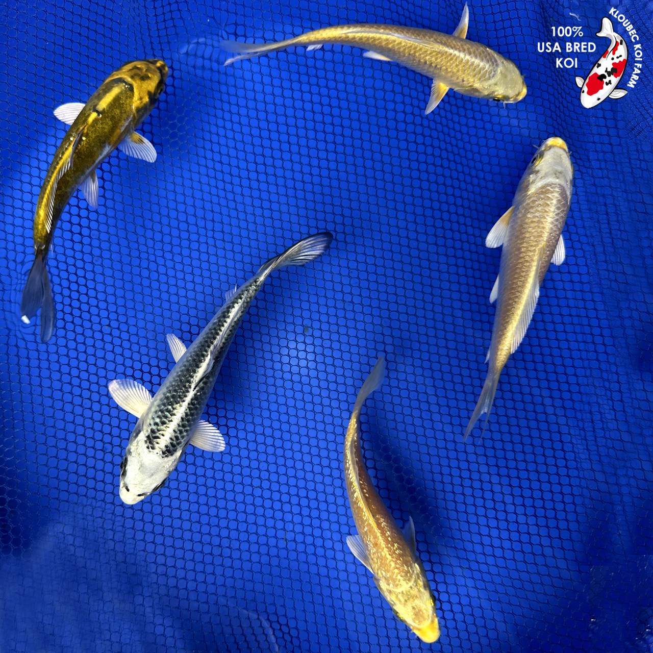 (5) 4-5" Koi Pond Pack #J72552(X34) | Kloubec Koi Farm