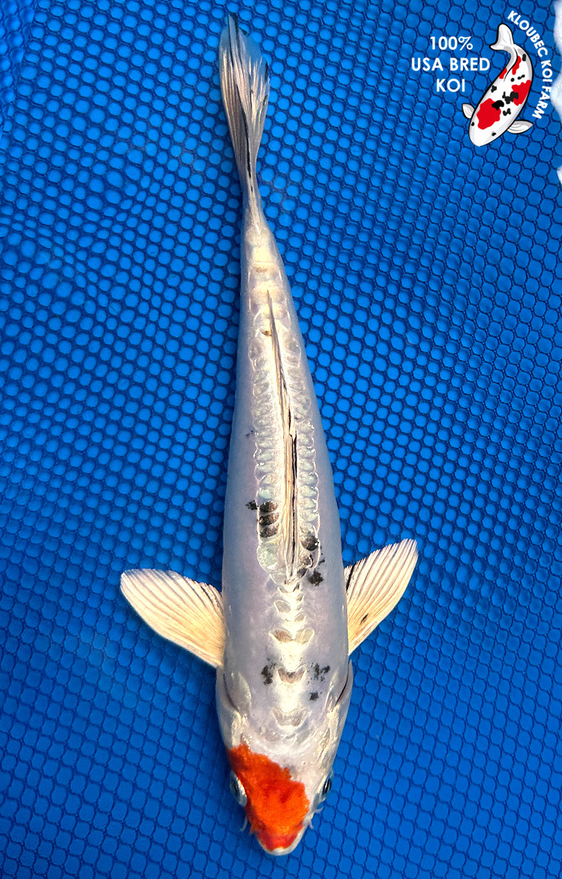 9" Doitsu Yamato Nishiki Koi #J72525(X44) | Kloubec Koi Farm