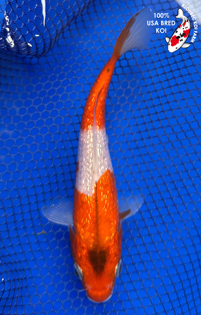 6" Gin Rin Goshiki Koi #J8160(J2) | Kloubec Koi Farm