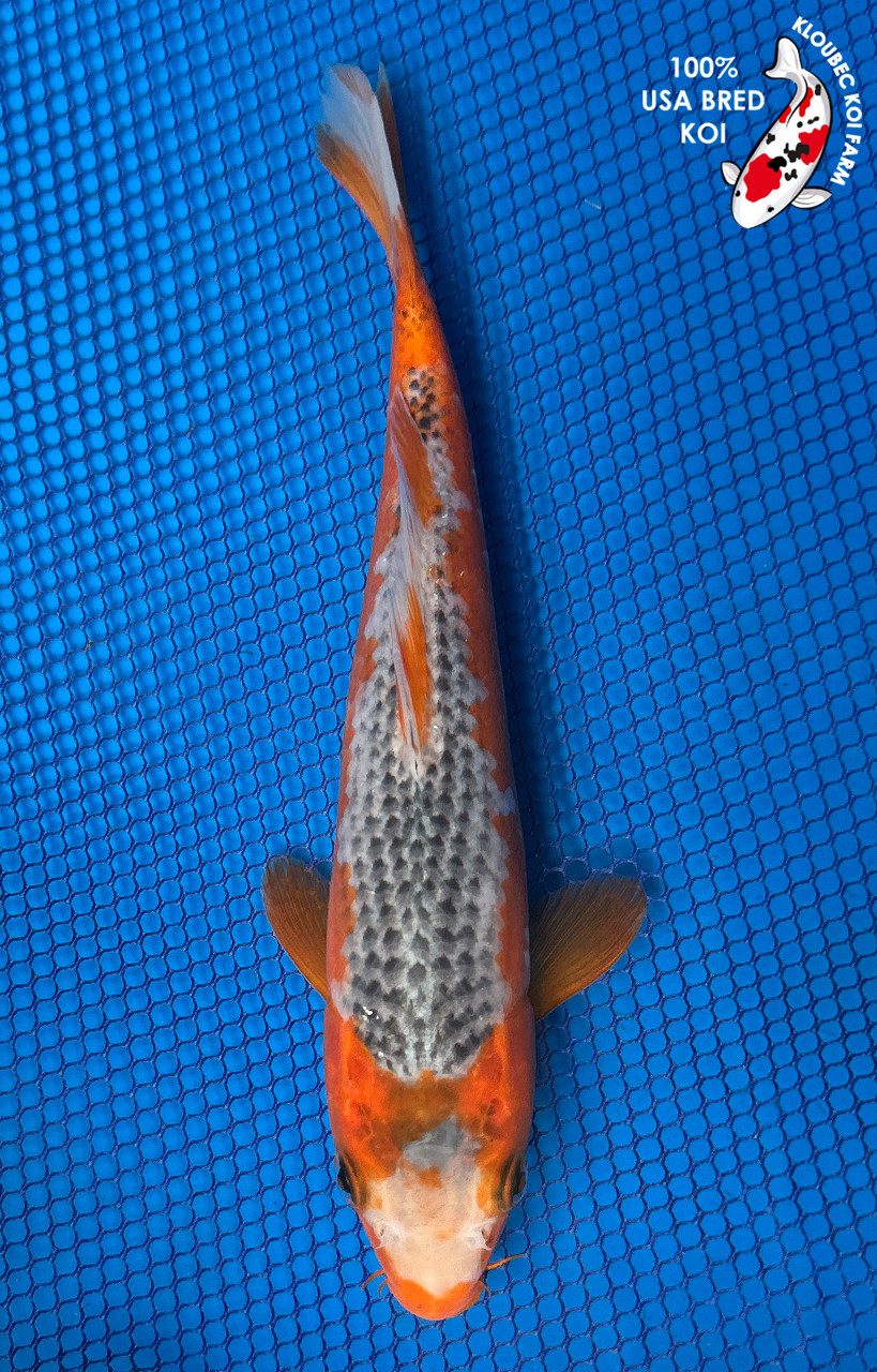 9" Asagi Koi #J8118(P5) | Kloubec Koi Farm