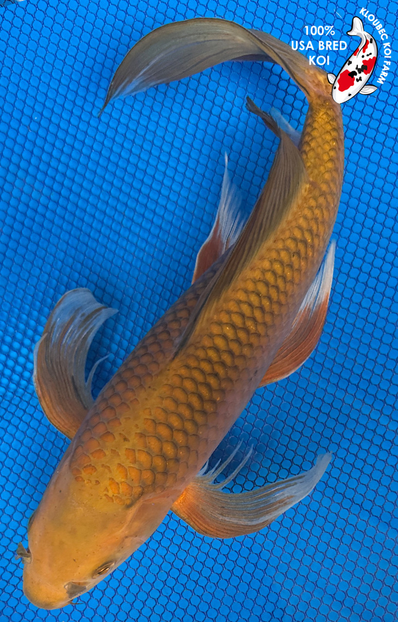 14" Chagoi Butterfly Koi #J8113(P2) | Kloubec Koi Farm