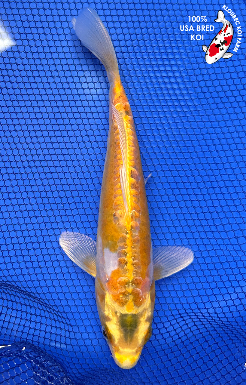 Lemon Drop Fish