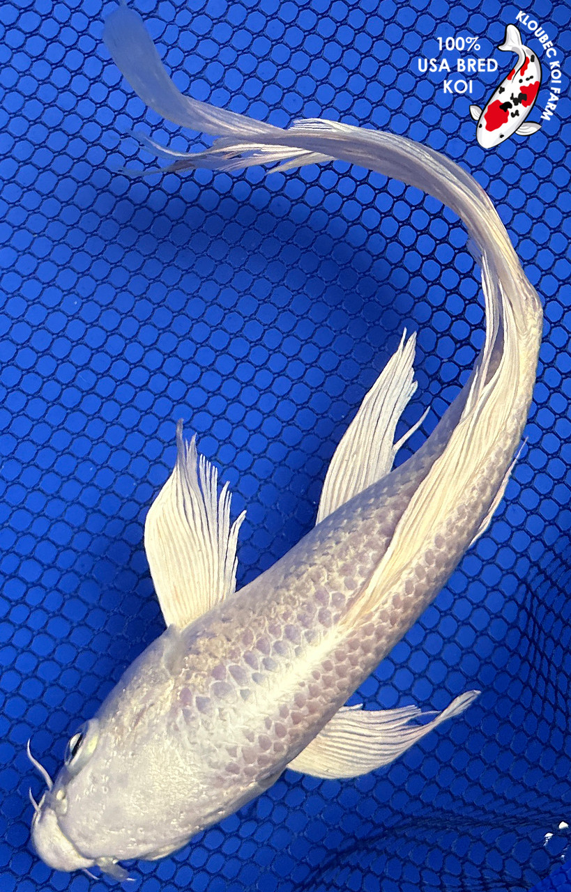 9" Platinum Ogon Butterfly Koi #J82014(X12) | Kloubec Koi Farm