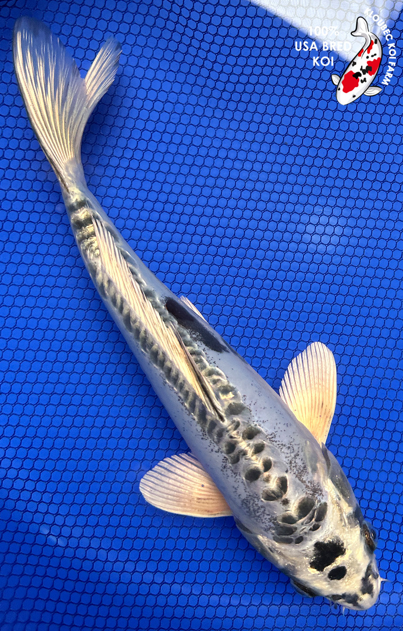 10" Kikokuryu Koi #J82020(X12) | Kloubec Koi Farm