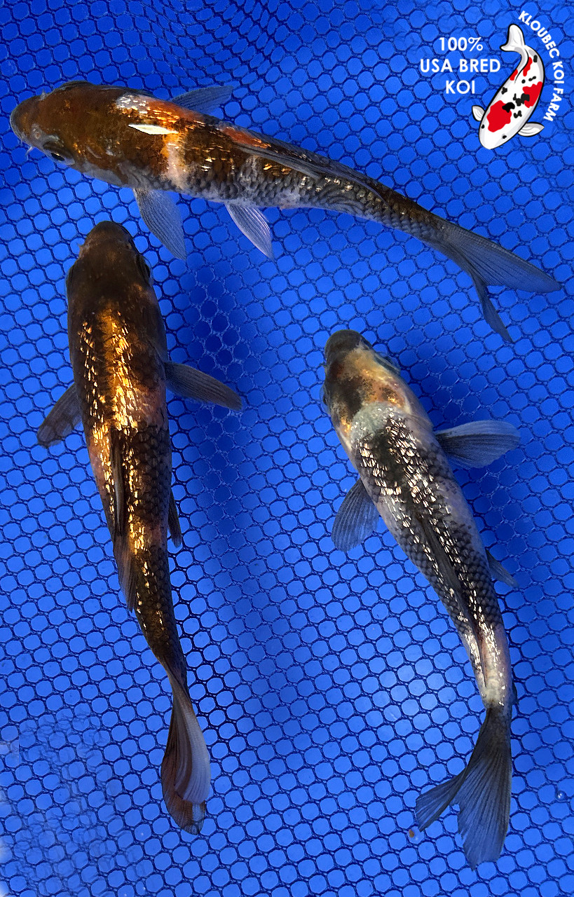 (3) 5-6" Gin Rin Koi Pond Pack #J82034(X3) | Kloubec Koi Farm
