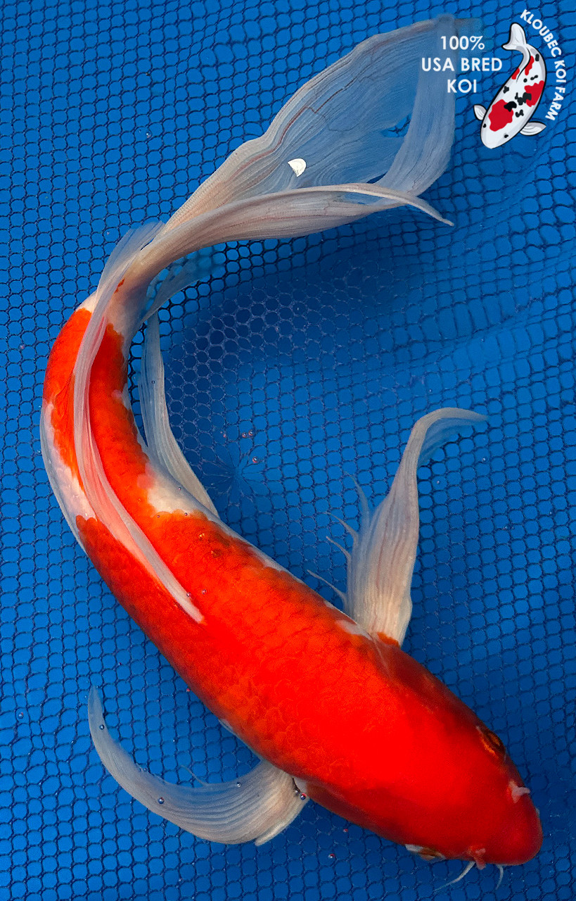 13" Kohaku Butterfly Koi #J82612(S2) | Kloubec Koi Farm