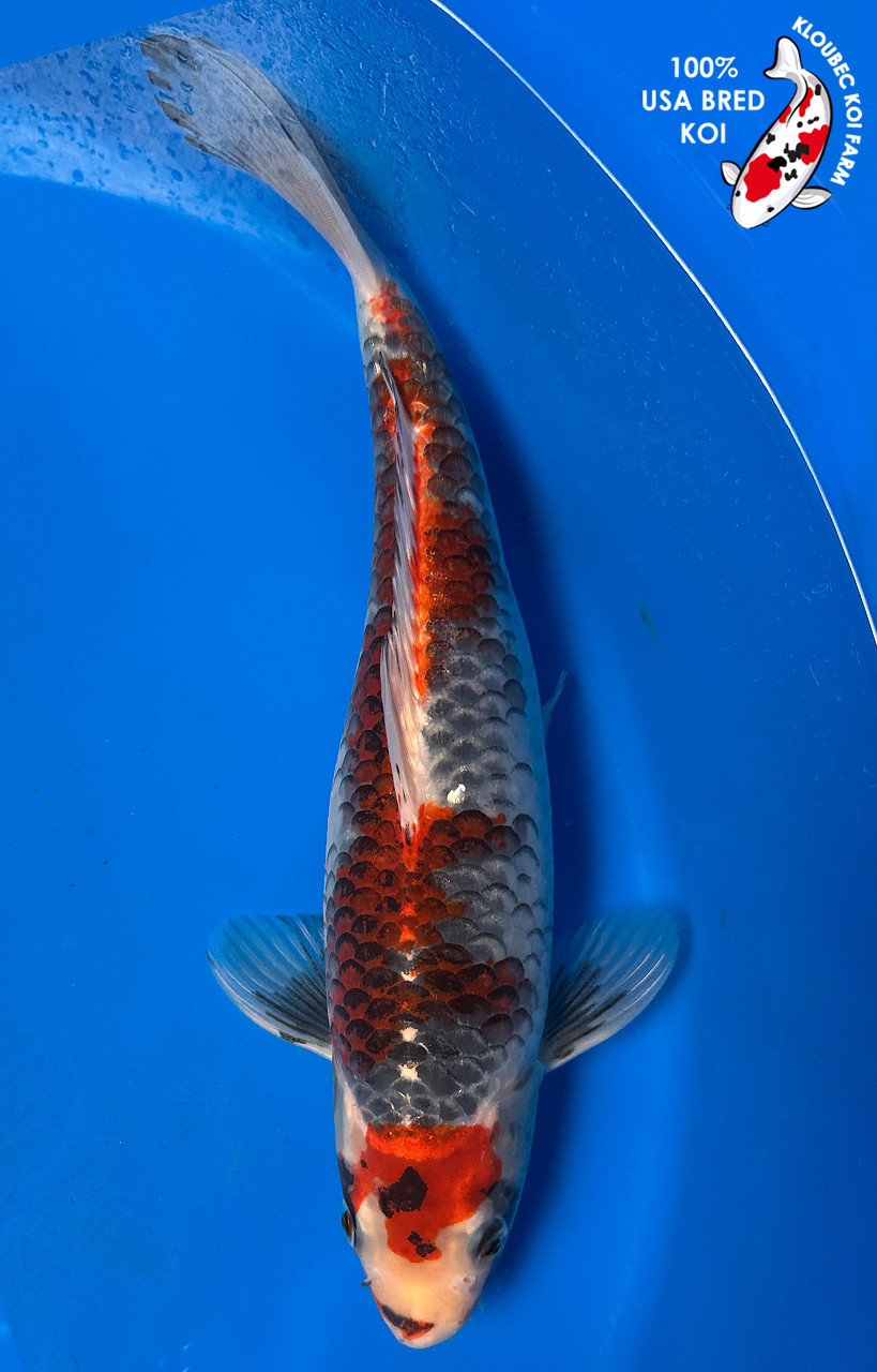 12" "Crimson and Silver" Goshiki Koi #J7247(P1) | Kloubec Koi Farm