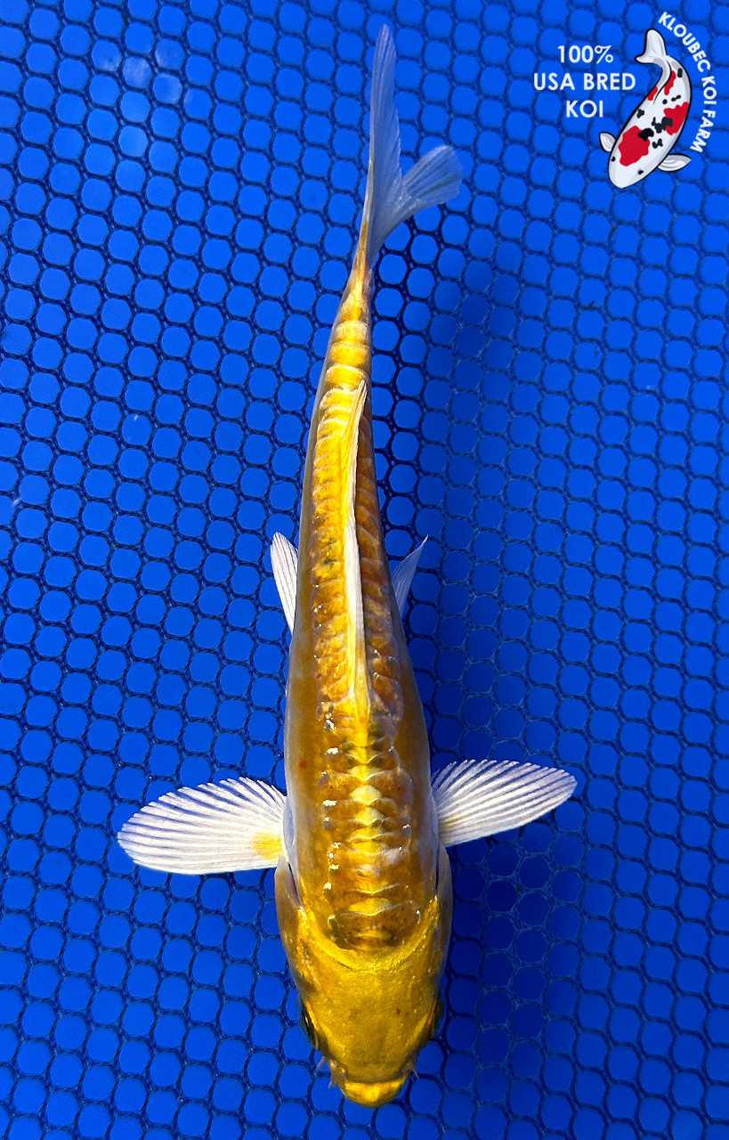 5" Doitsu Yamabuki Ogon Koi #J91217(X51) | Kloubec Koi Farm