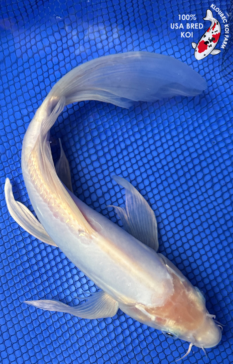 11" "Boo" Doitsu Shiro Muji Butterfly Koi #J92335(P3) | Kloubec Koi Farm